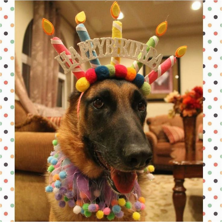 German Shepherd Birthday Meme Pin By Julie Presnell On Happy Birthday German Shepherd Birthday Meme Pin By Julie Presnell On Happy Birthday
